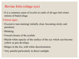 Uvietis in ruminants | PPTX