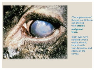 Uvietis in ruminants | PPTX