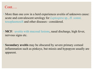 Uvietis in ruminants | PPTX