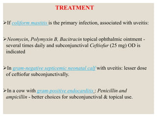 Uvietis in ruminants | PPTX