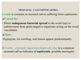 Uvietis in ruminants | PPTX