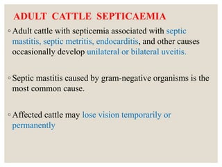 Uvietis in ruminants | PPTX