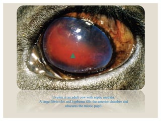 Uvietis in ruminants | PPTX