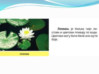 U vodi i_oko_nje_1.razred | PPTX