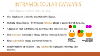Mechanism of enzyme action | PPTX