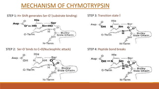 Mechanism of enzyme action | PPTX
