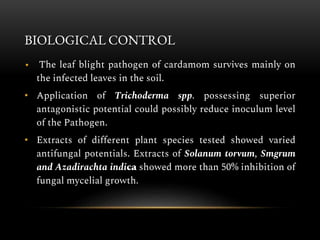 KATTE DISEASE AND LEAF BLIGHT OF CARDAMOM . pptx | PPTX