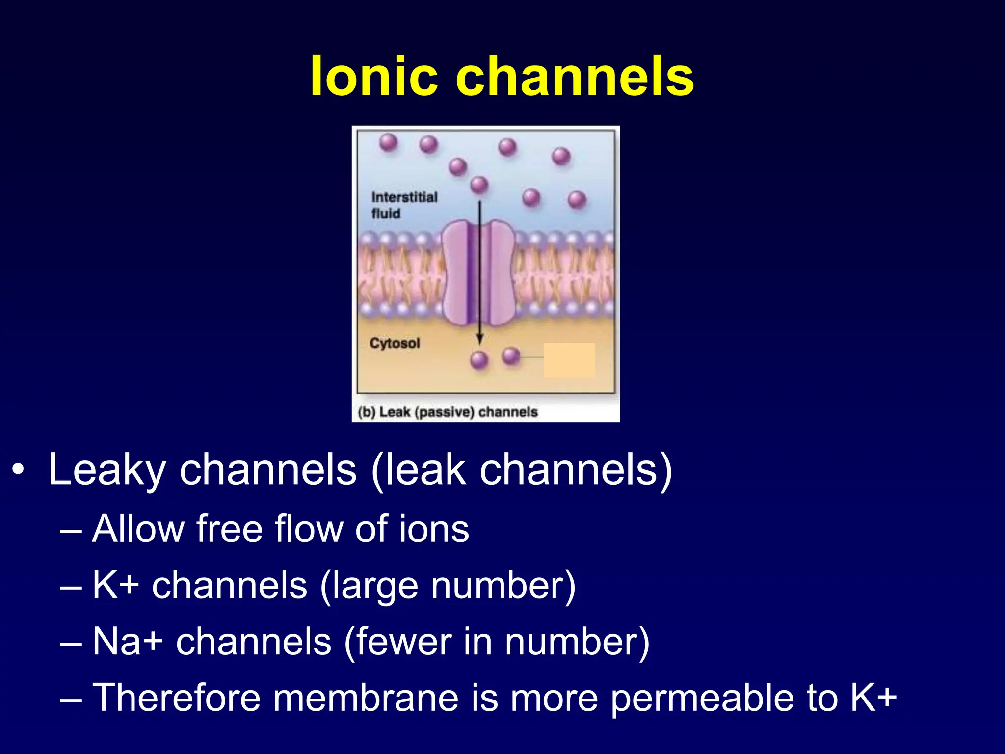 Nerve and Resting Membrane and Action Potentials | PPT