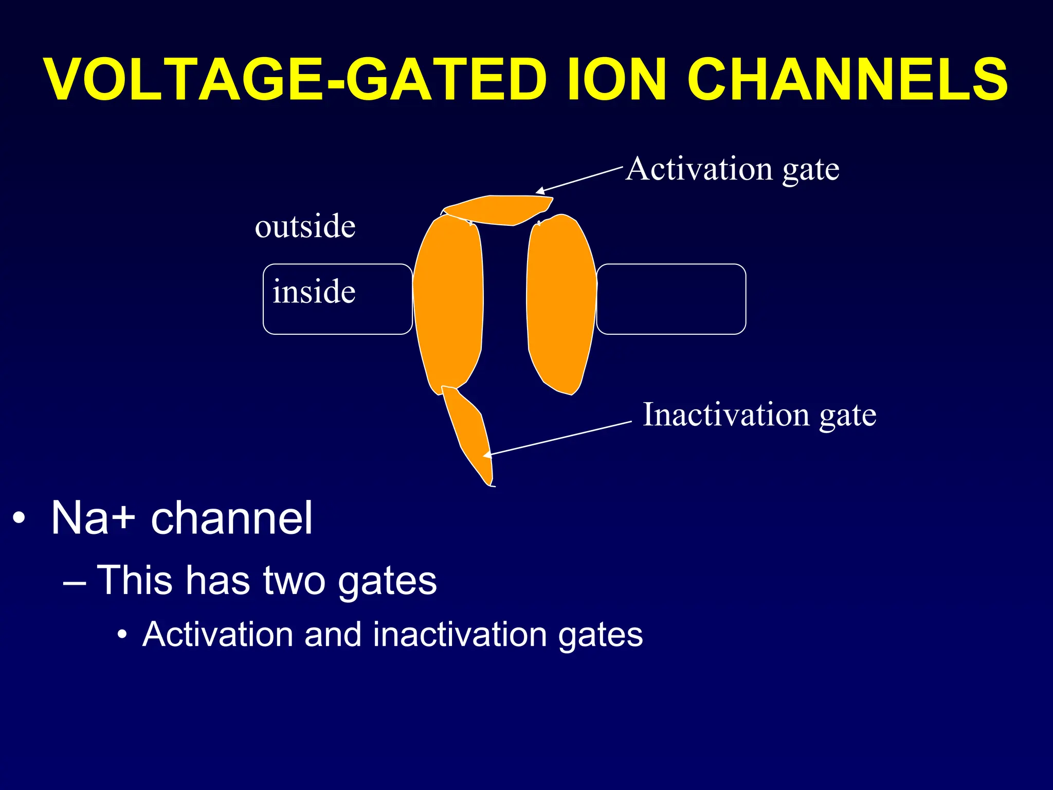 Nerve and Resting Membrane and Action Potentials | PPT