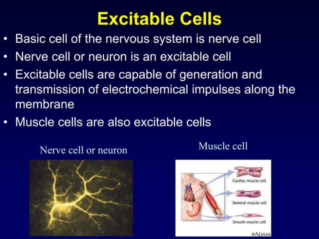 Nerve and Resting Membrane and Action Potentials | PPT