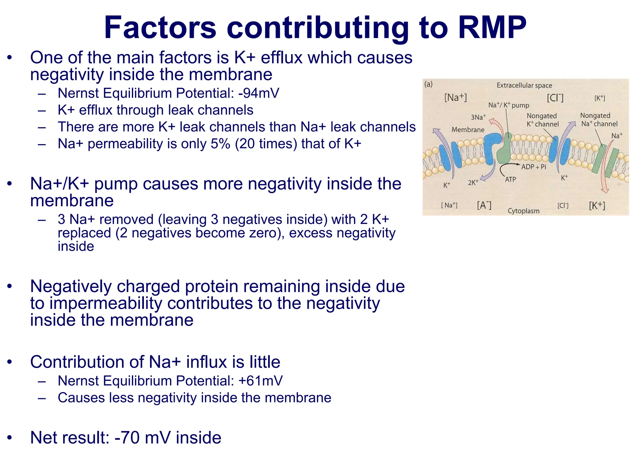 Resting membrane and action potentials RMP AP | PDF