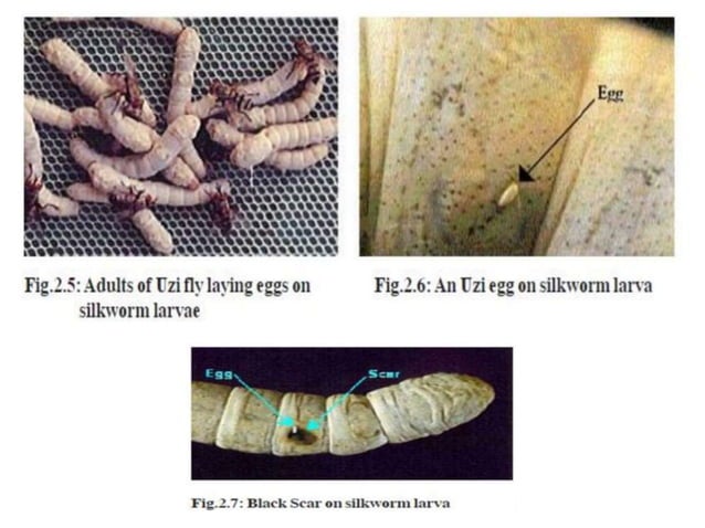 UZI_FLY Disease of Sericulture (P.K).pptx