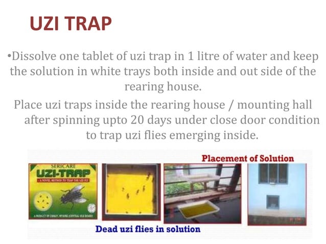 UZI_FLY Disease of Sericulture (P.K).pptx