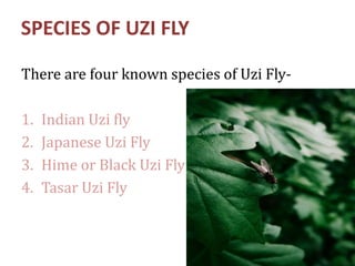 UZI_FLY Disease of Sericulture (P.K).pptx