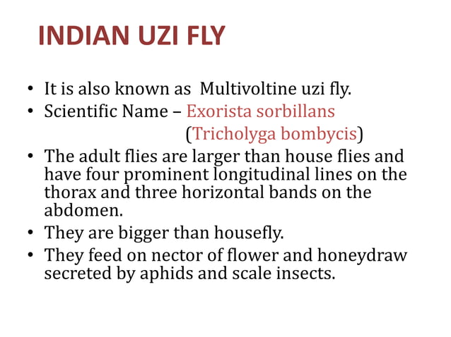 UZI_FLY Disease of Sericulture (P.K).pptx