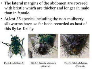 UZI_FLY Disease of Sericulture (P.K).pptx