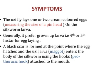 UZI_FLY Diseases Sericulture (P.K).pptx