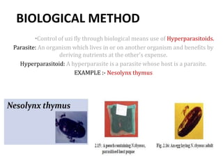 UZI_FLY Diseases Sericulture (P.K).pptx
