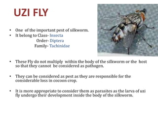 UZI_FLY Diseases Sericulture (P.K).pptx