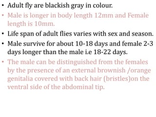 UZI_FLY Diseases Sericulture (P.K).pptx