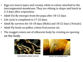 UZI_FLY Diseases Sericulture (P.K).pptx