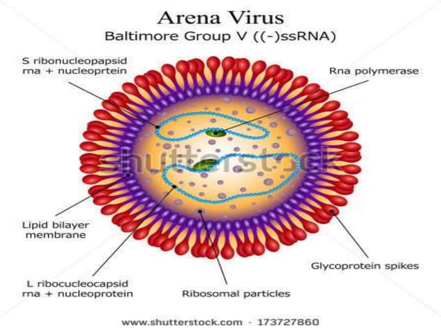 arena virus | PPTX