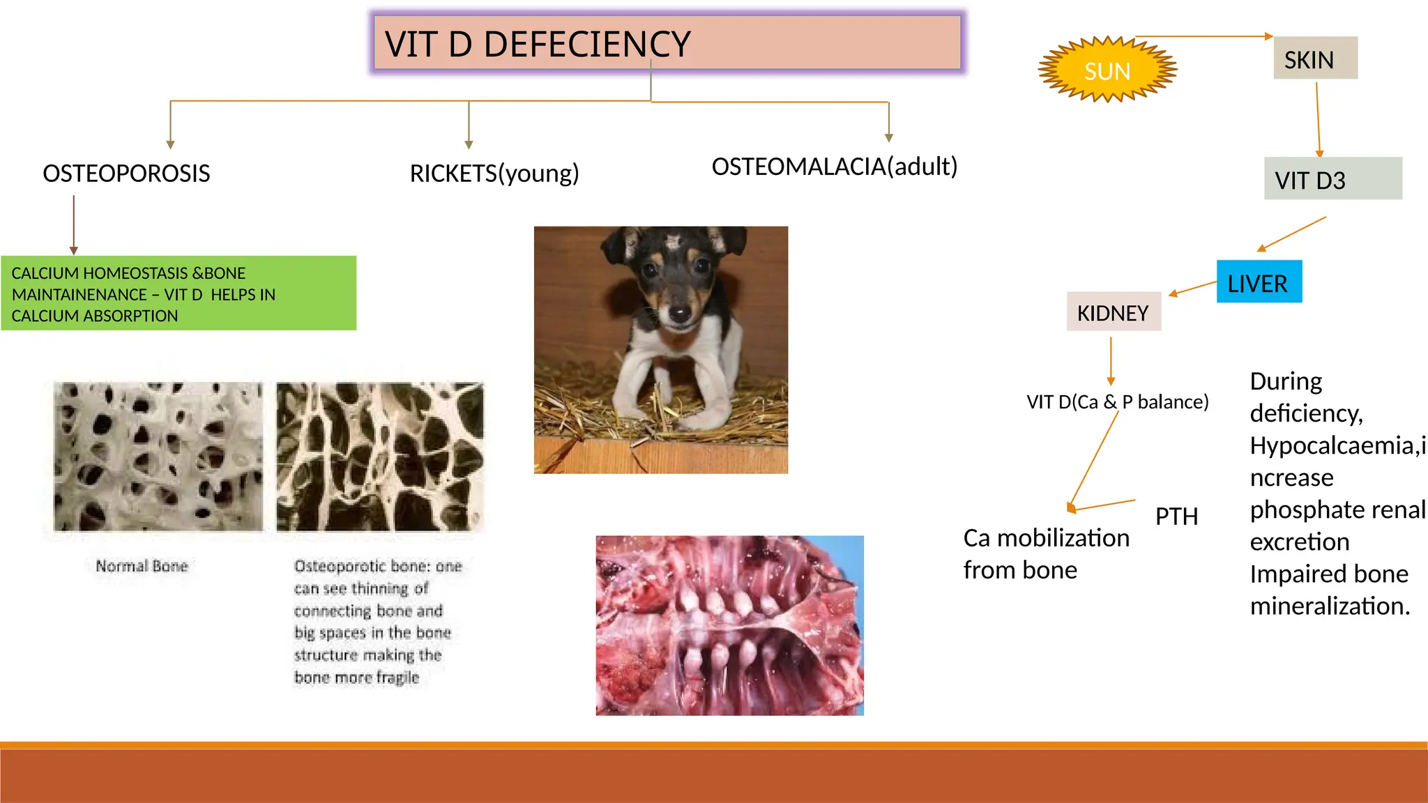 pathological diseases of poultry in aspect of nutritional imbalances | PPTX