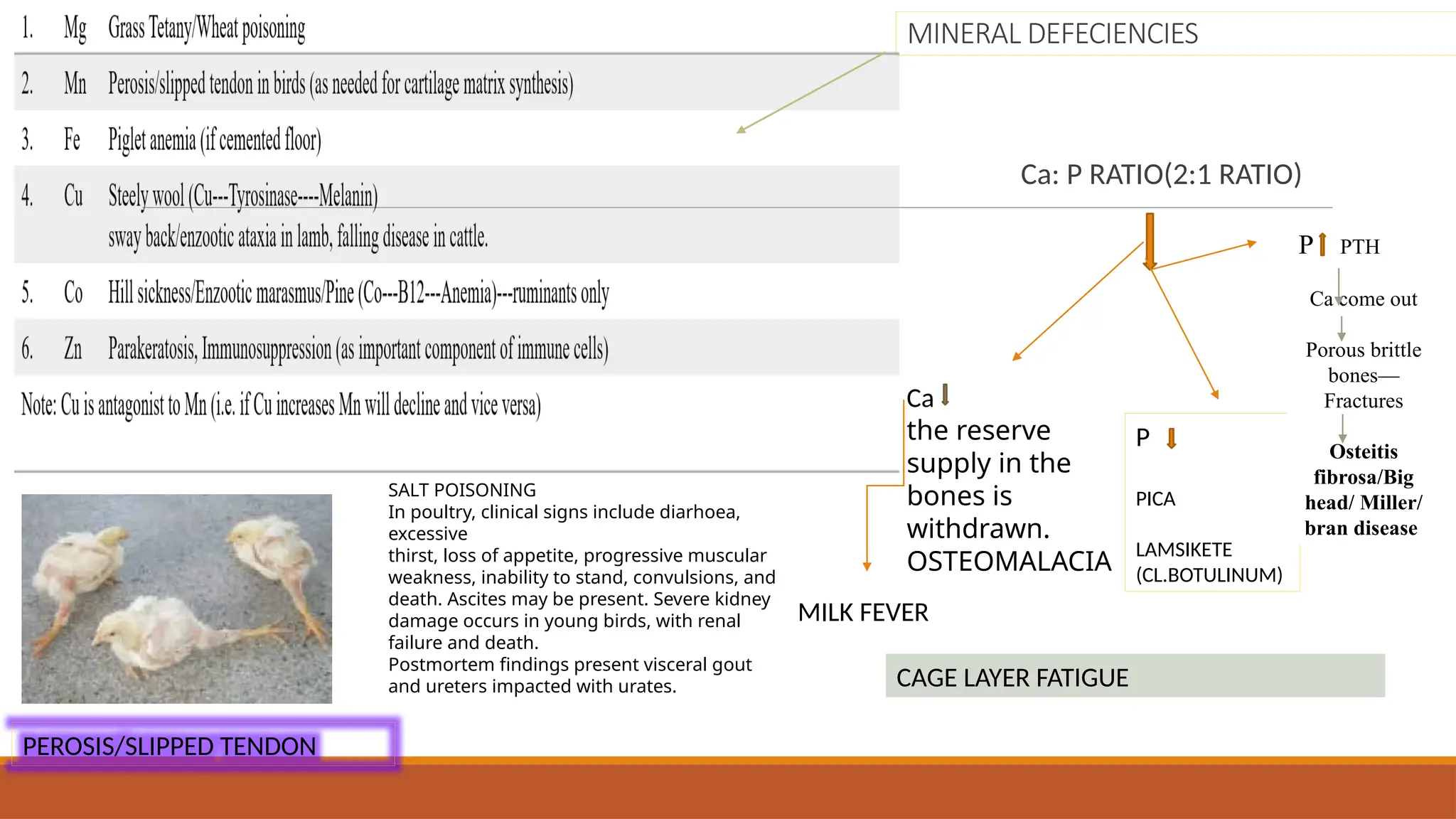 pathological diseases of poultry in aspect of nutritional imbalances | PPTX