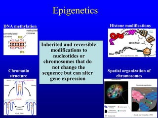 Prof. Dr. Vladimir Trajkovski - Epigenetics of ASD-10.05.2019