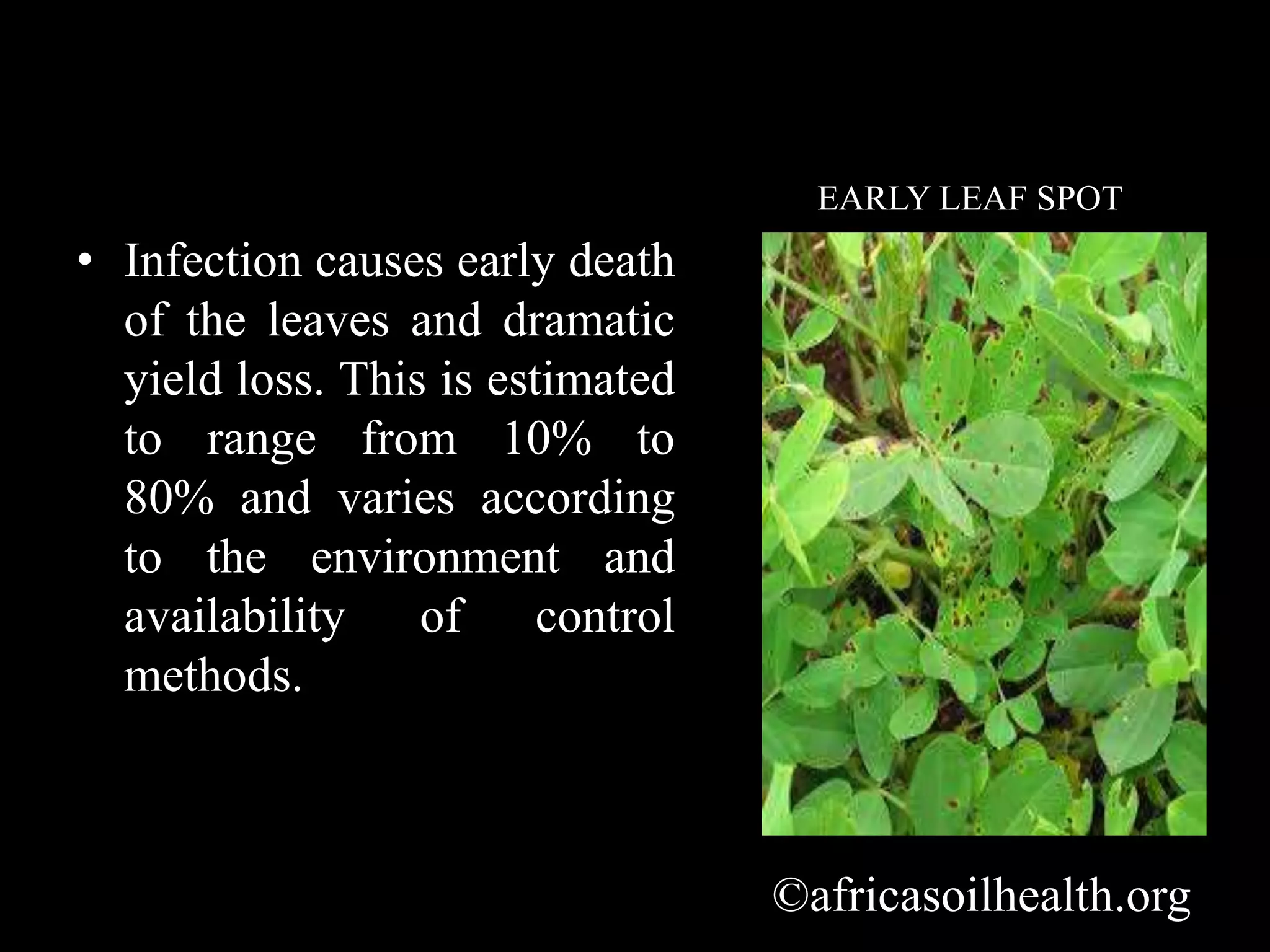 early and late leaf spot of groundnut | PPTX