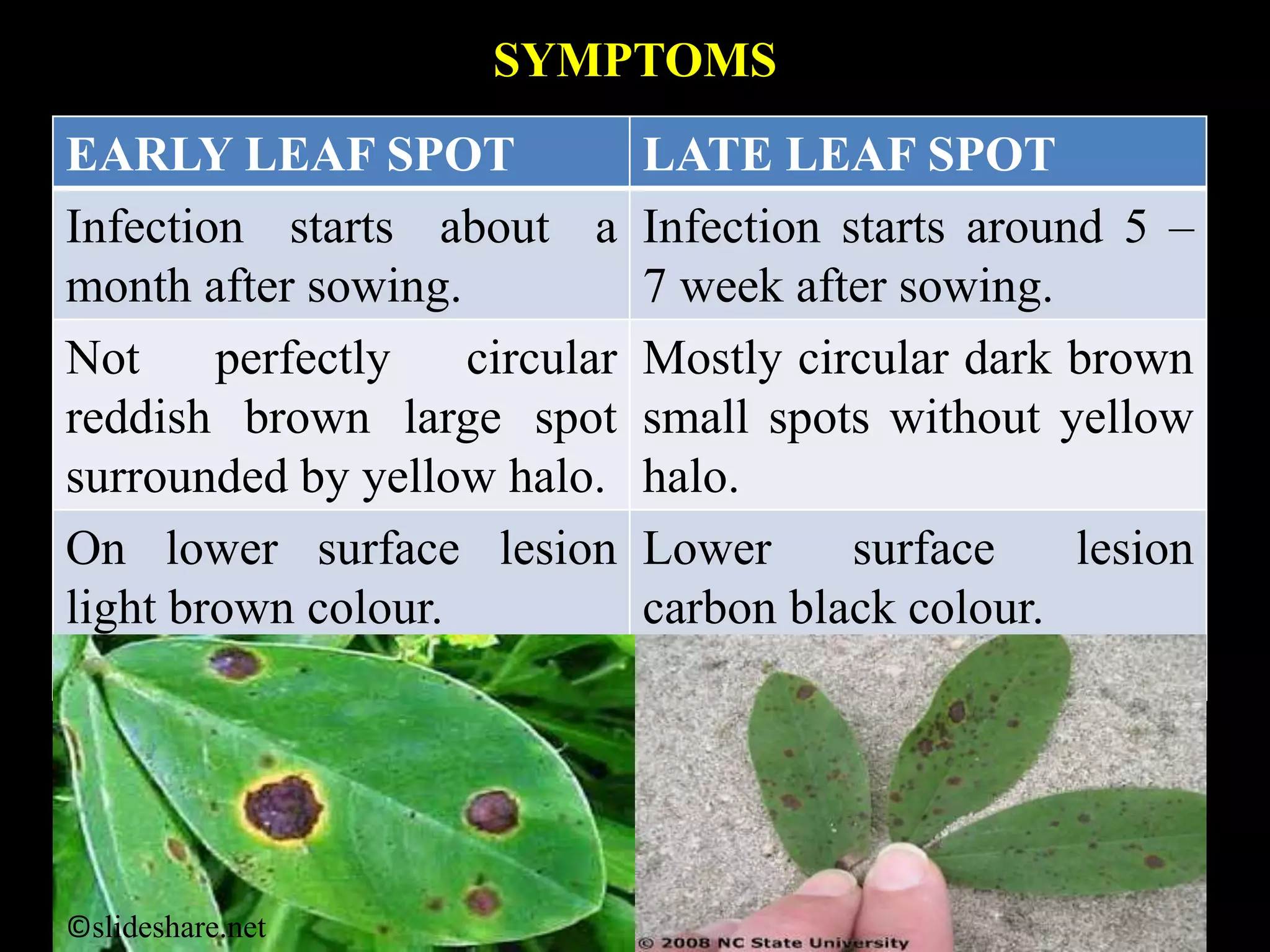 early and late leaf spot of groundnut | PPTX