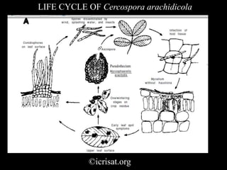 early and late leaf spot of groundnut | PPTX