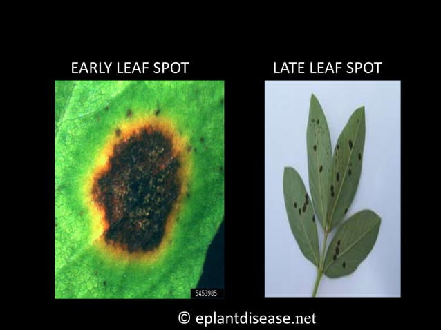 early and late leaf spot of groundnut | PPTX