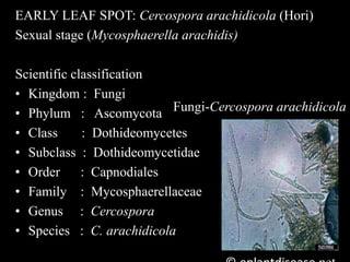 early and late leaf spot of groundnut | PPTX