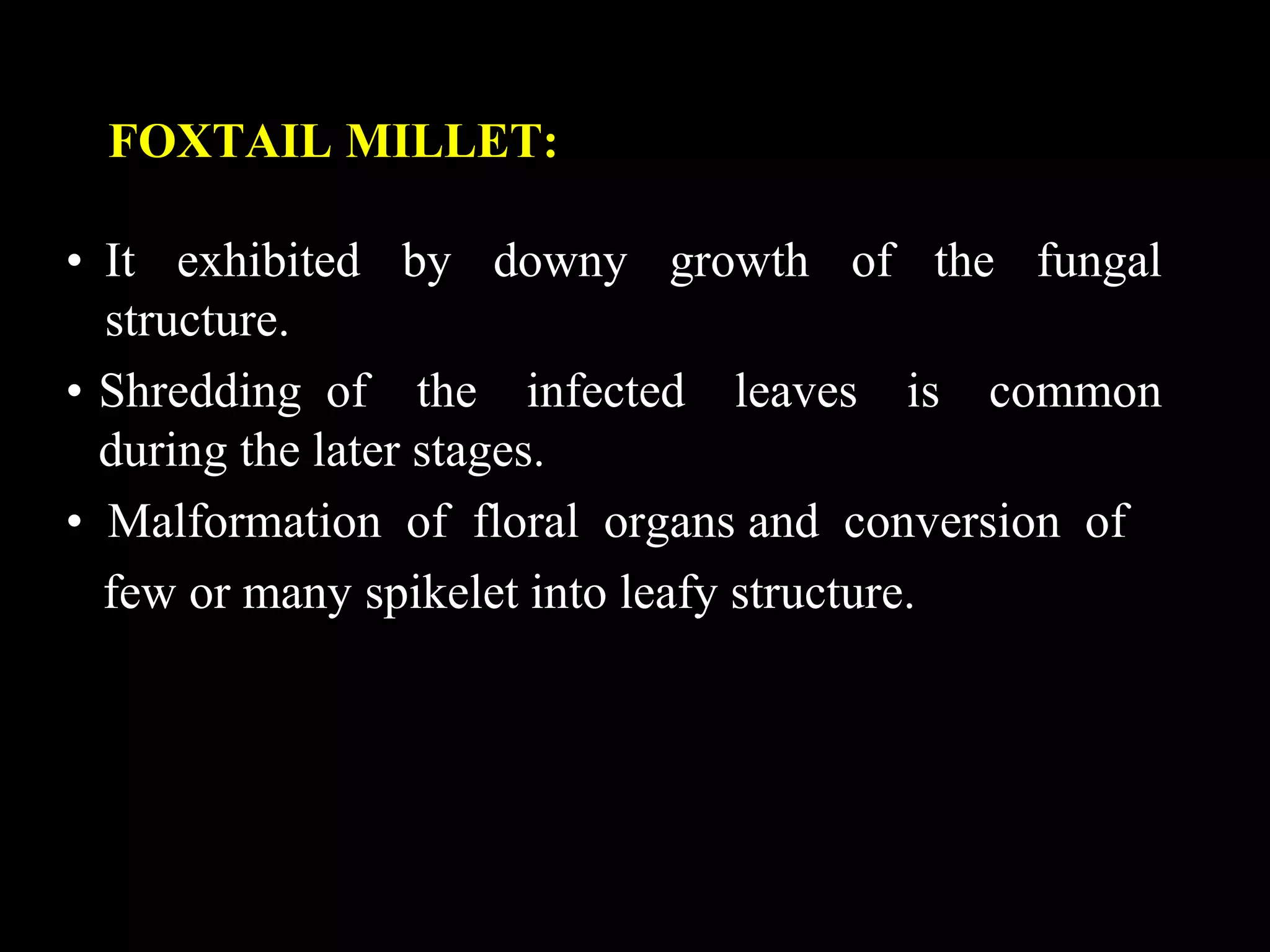 MILLETS DOWNY MILDEW | PPTX