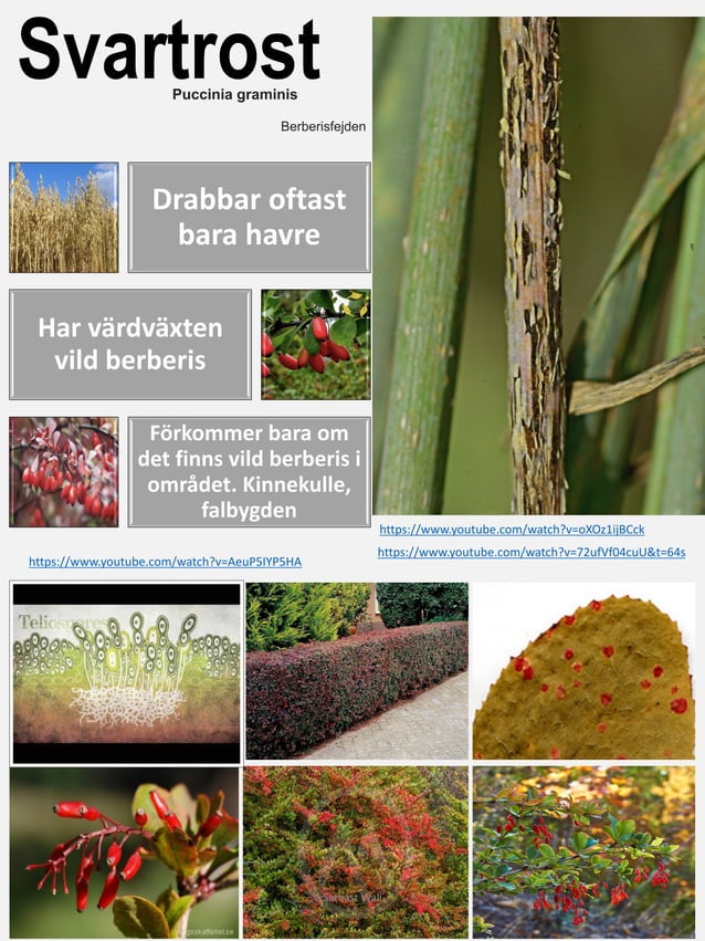 Stråsäds svampsjukdomar, Sarbast Wai | PDF