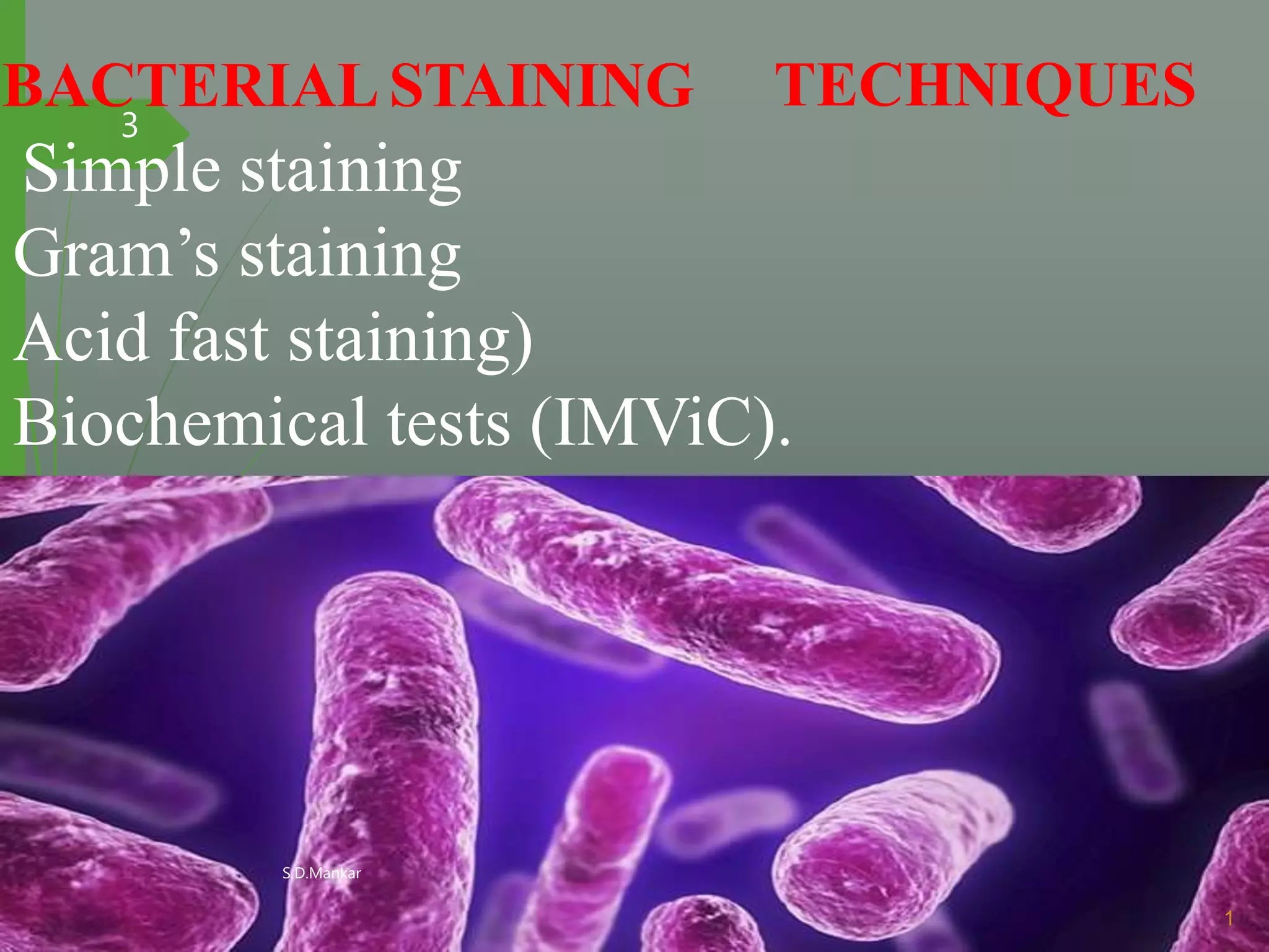Identification of bacteria by using different staining techniques like simple staining, grams's ...