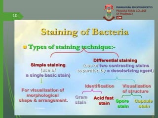 Identification of bacteria by using different staining techniques like simple staining, grams's ...