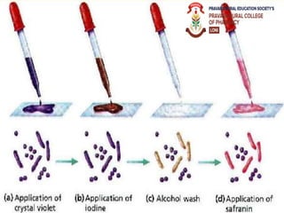 Identification of bacteria by using different staining techniques like simple staining, grams's ...