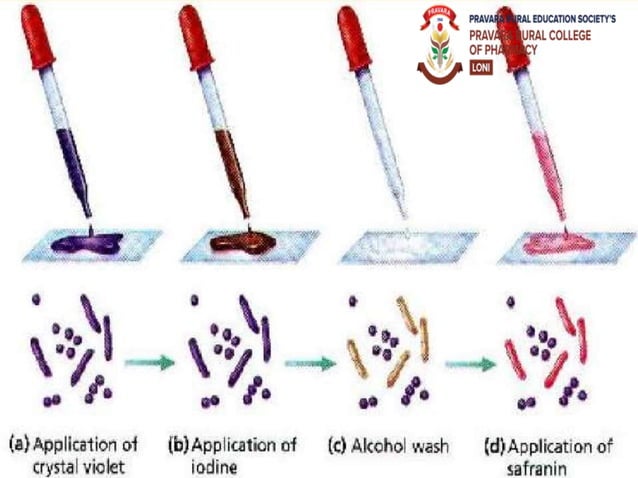 Identification of bacteria by using different staining techniques like ...