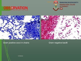 Identification of bacteria by using different staining techniques like simple staining, grams's ...