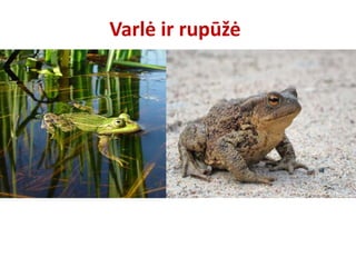 Varlė ir rupūžė | PPTX