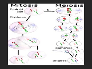 Mitosis-Meiosis.ppt