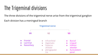 Trigeminal nerve anatomy & clinical correlation | PDF