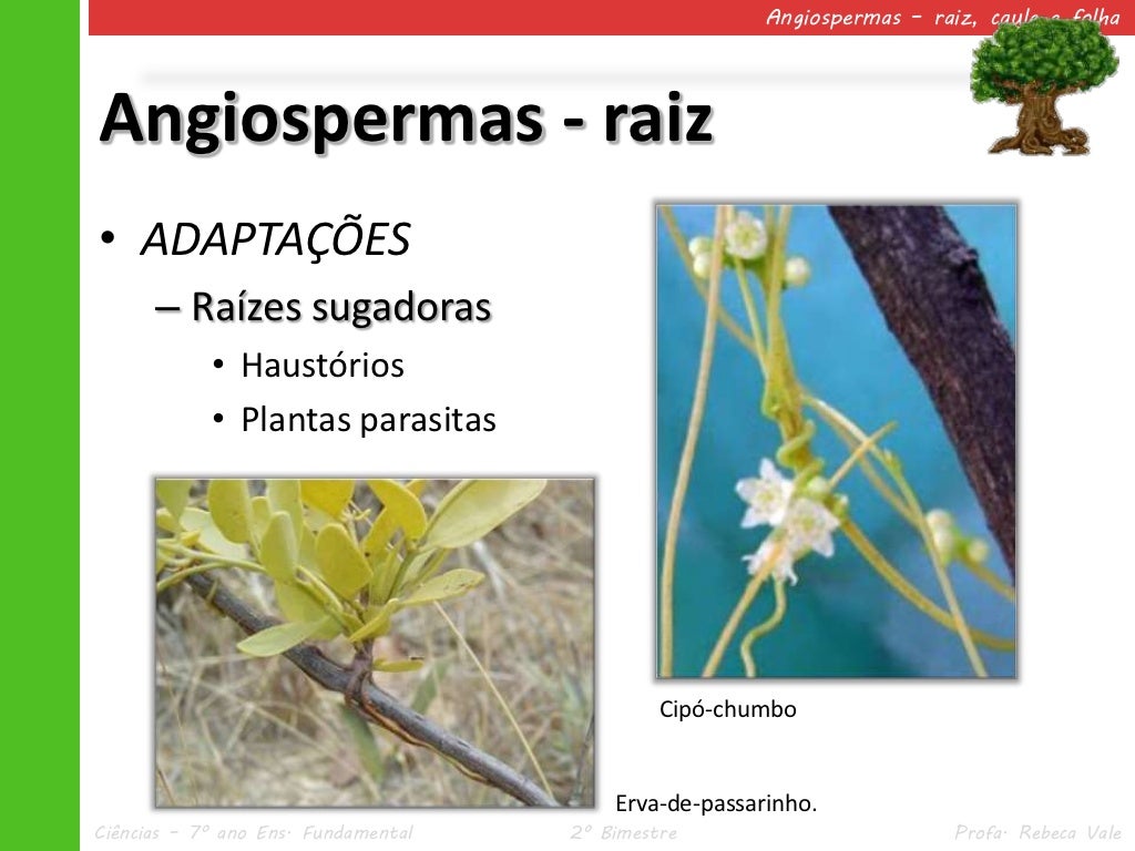 V.4 Angiospermas - raiz, caule e folha