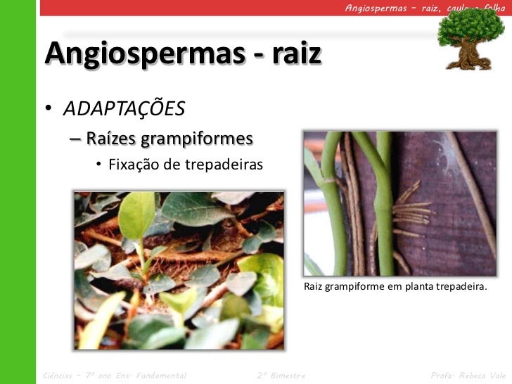 V.4 Angiospermas - raiz, caule e folha