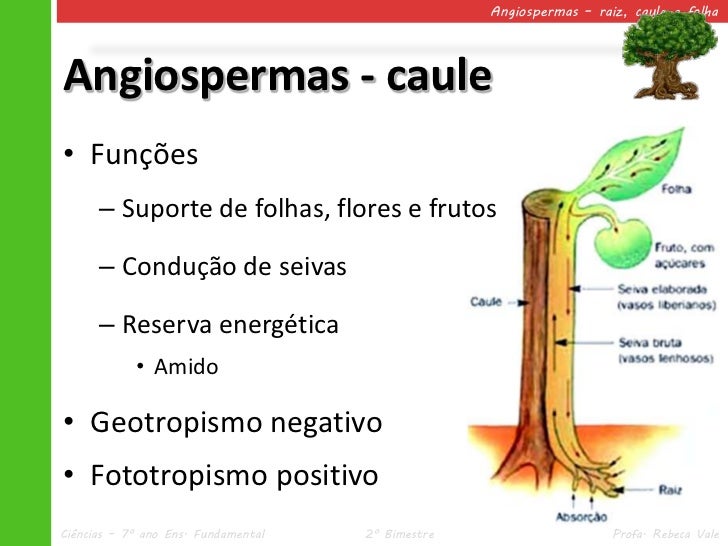 V.4 Angiospermas - raiz, caule e folha