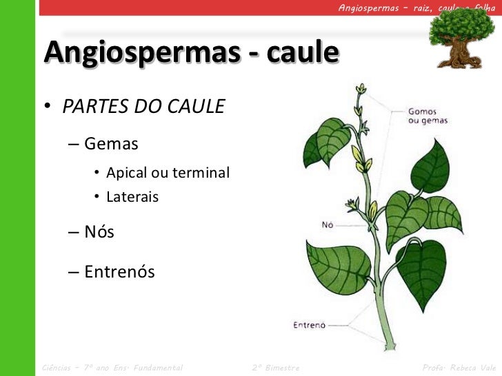 V.4 Angiospermas - raiz, caule e folha
