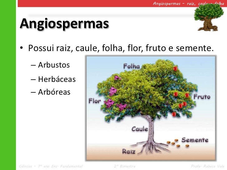 V.4 Angiospermas - raiz, caule e folha