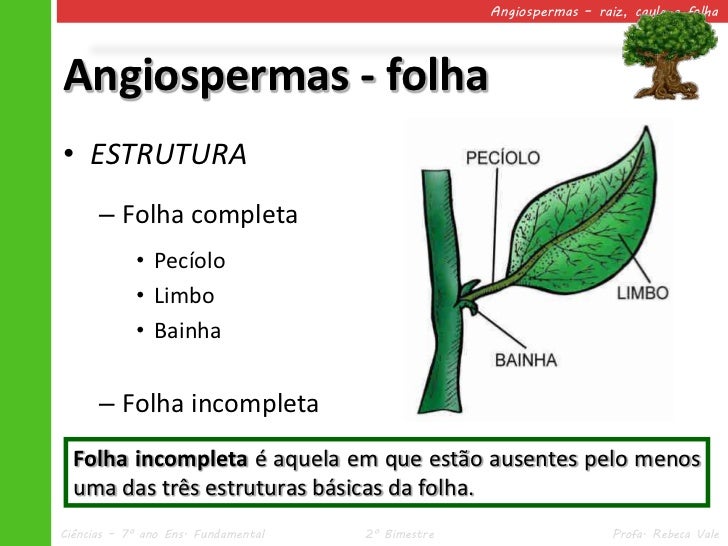 V.4 Angiospermas - raiz, caule e folha